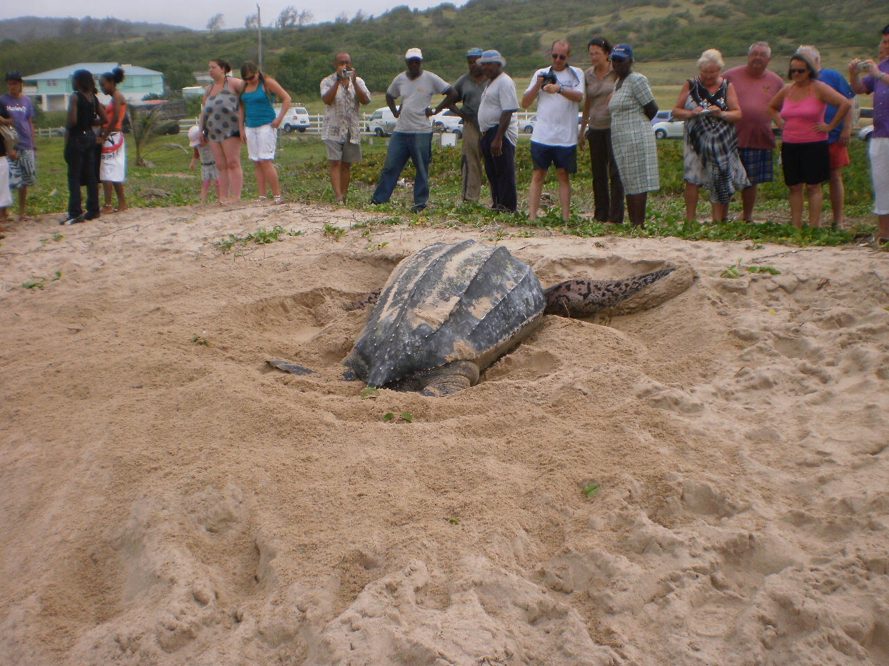 Rare Sight Of A Leatherback Turtle Nesting In BarbadosRare Sight Of A ...