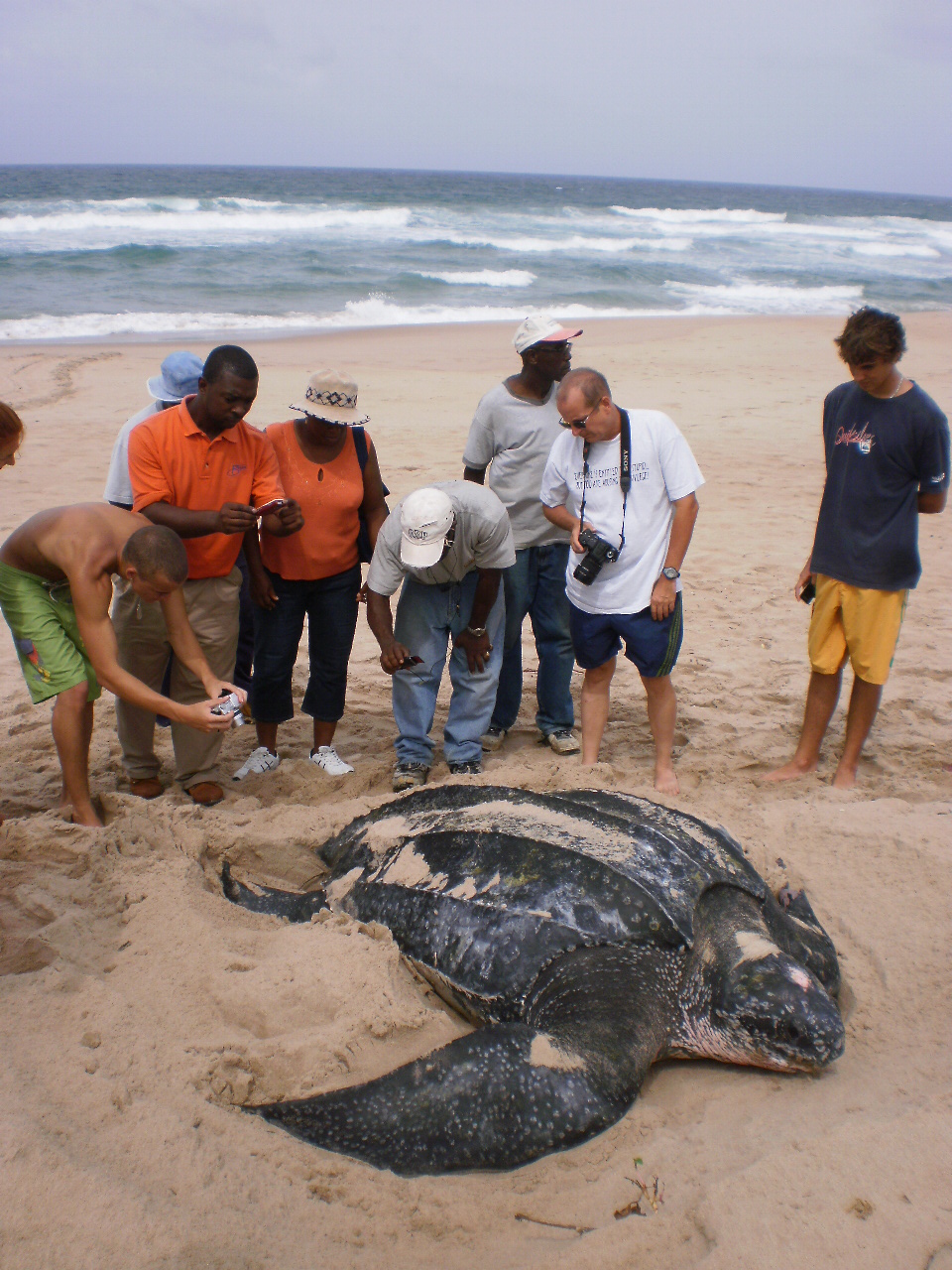 Rare Sight Of A Leatherback Turtle Nesting In BarbadosRare Sight Of A ...