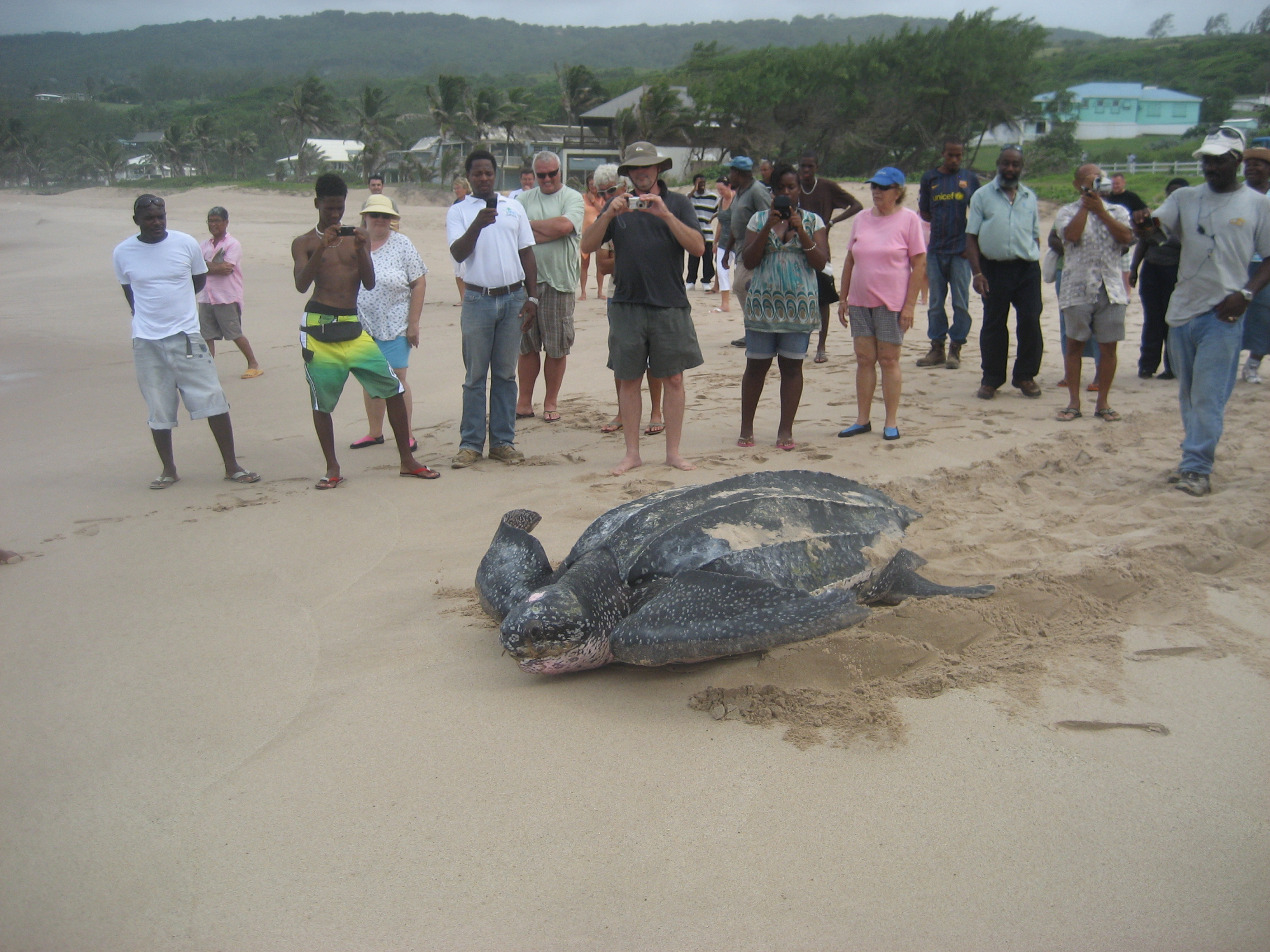 Rare Sight Of A Leatherback Turtle Nesting In BarbadosRare Sight Of A ...